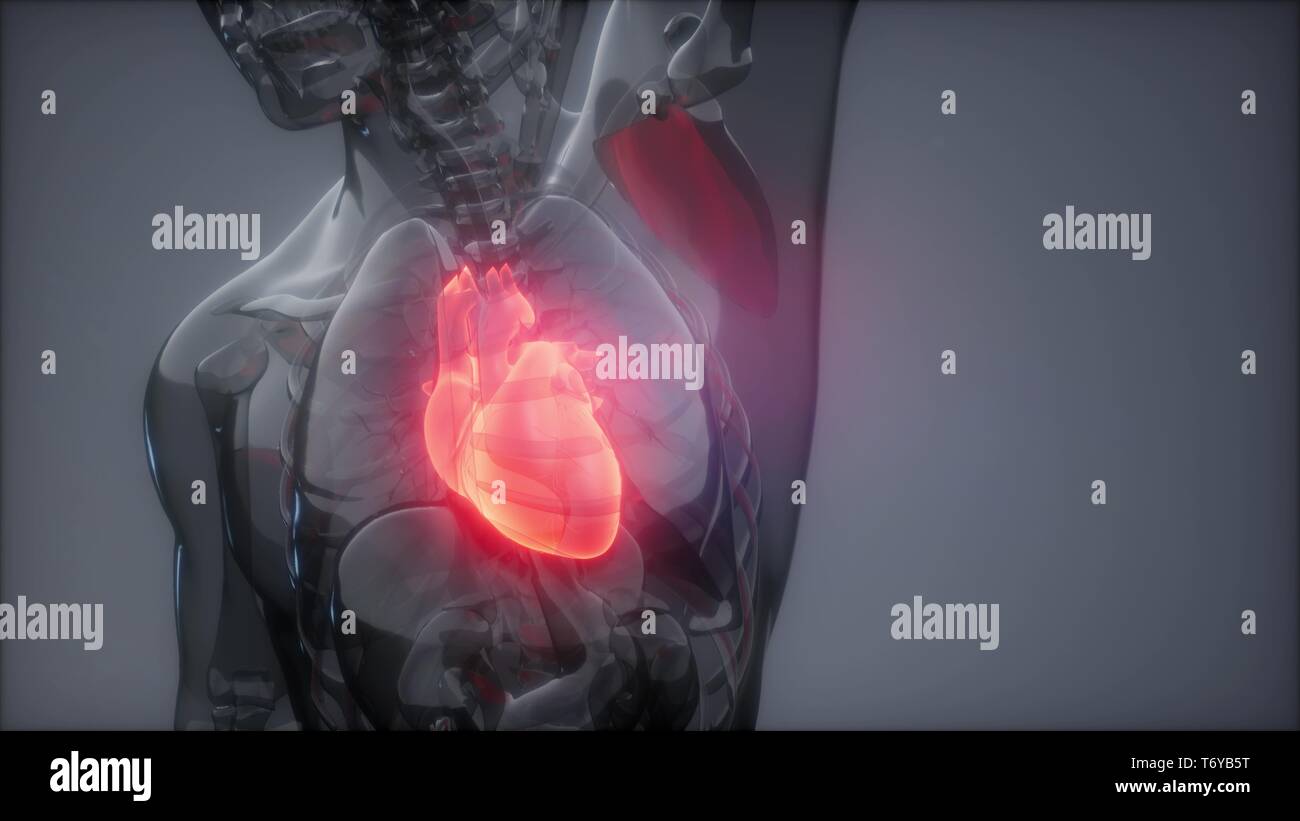 Human Heart Radiology Exam Stock Photo - Alamy