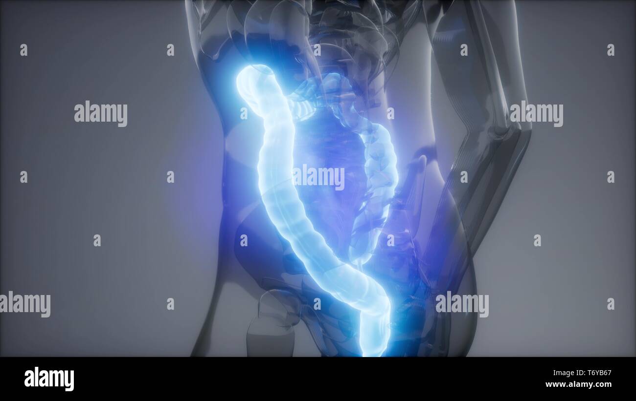 Human Colon Radiology Exam Stock Photo - Alamy