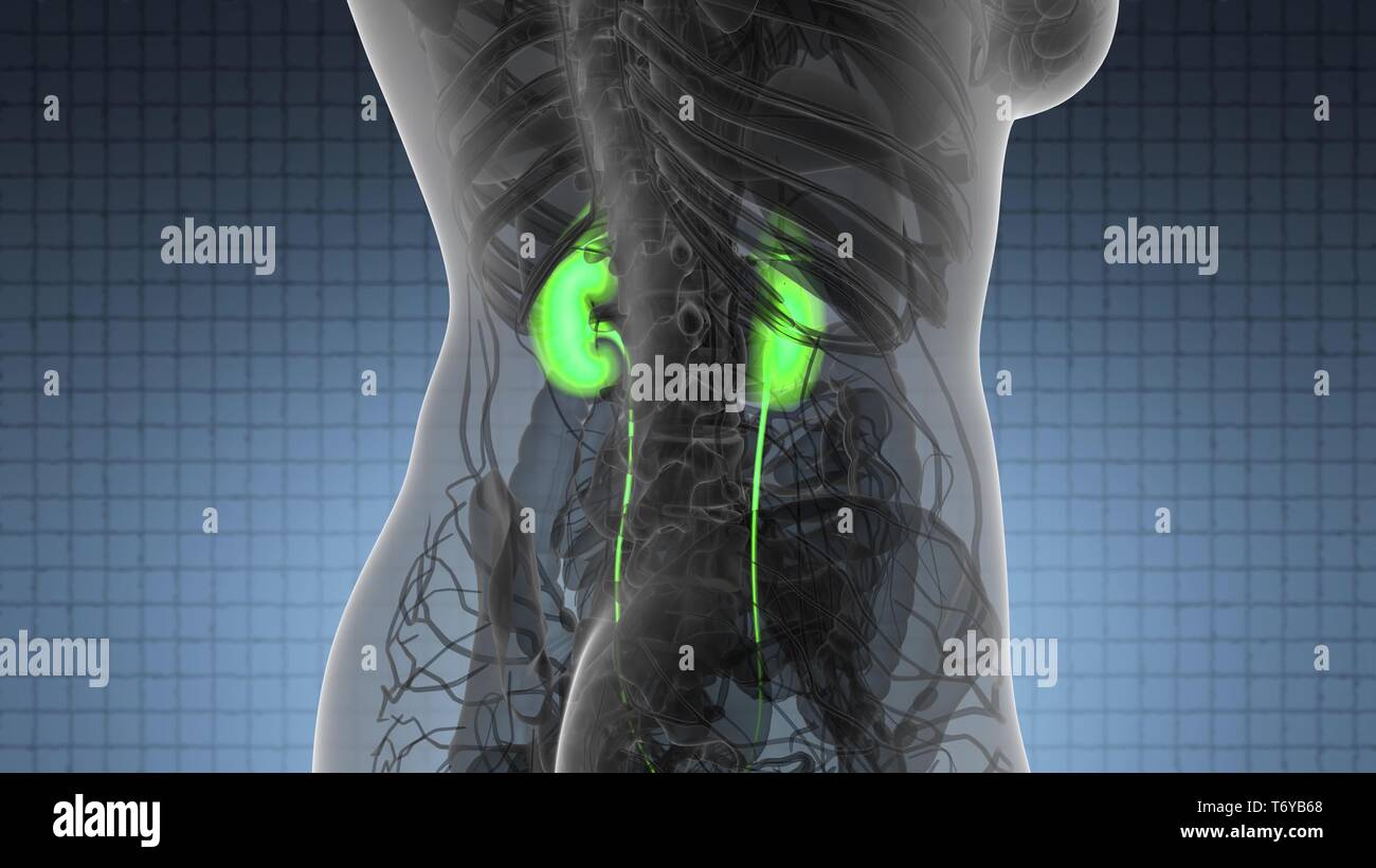 Science Anatomy Scan Of Human Kidneys Glowing Stock Photo - Alamy
