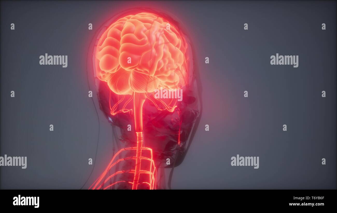Human Brain Radiology Exam Stock Photo - Alamy