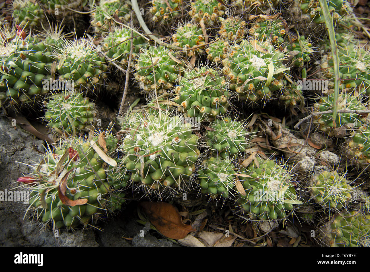 Native cacti at the UNAM Botanical Garden, Mexico City, Mexico Stock ...