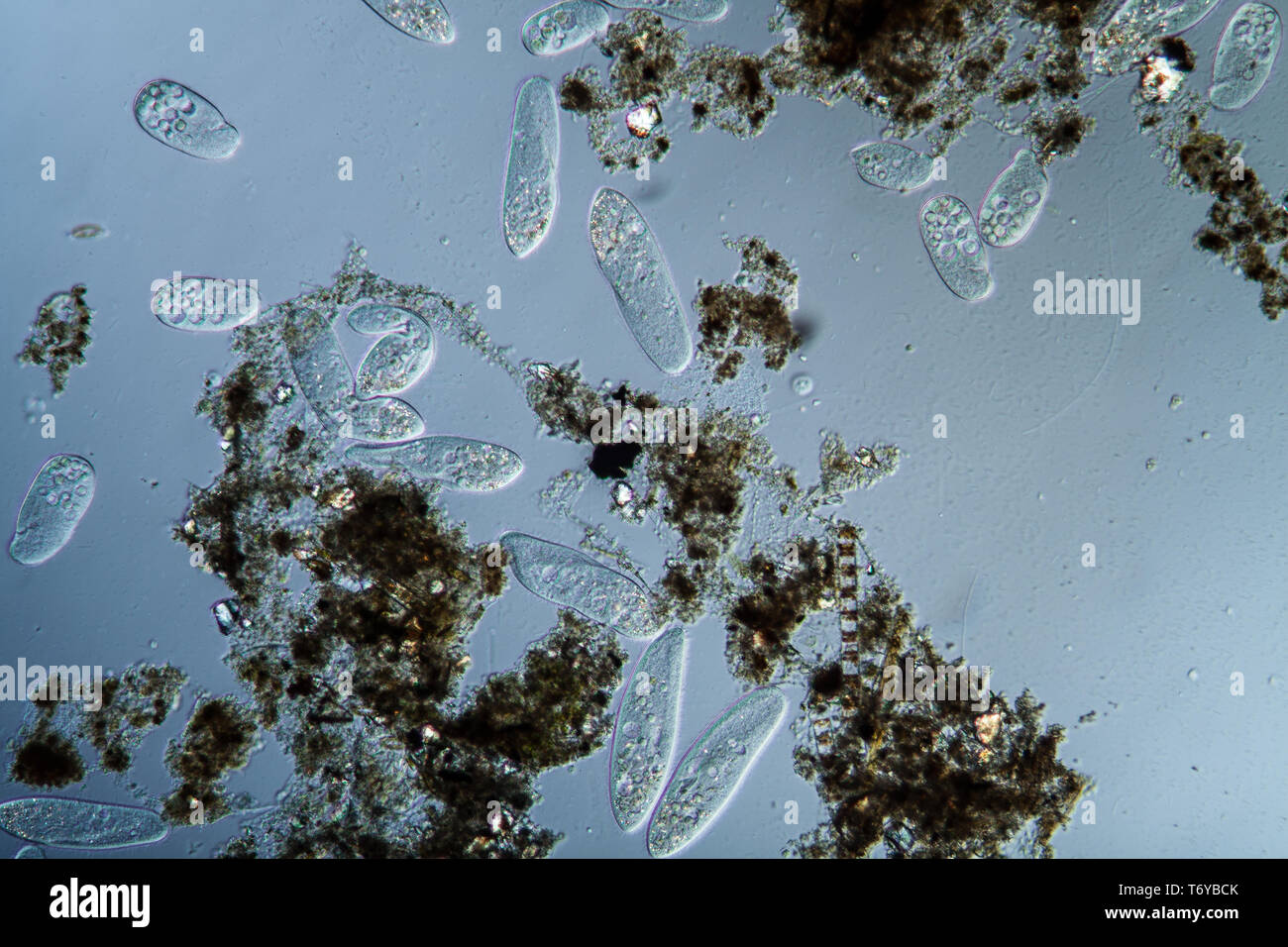 Ciliates hi-res stock photography and images - Alamy