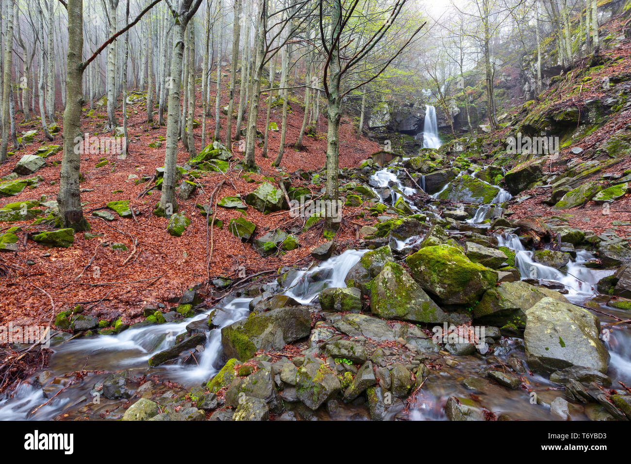 Beech forest at a hi-res stock photography and images - Alamy