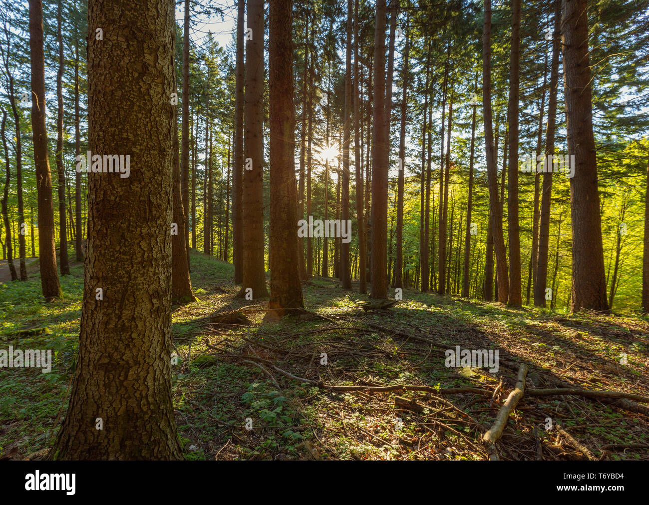 Pine trees in rays hi-res stock photography and images - Alamy