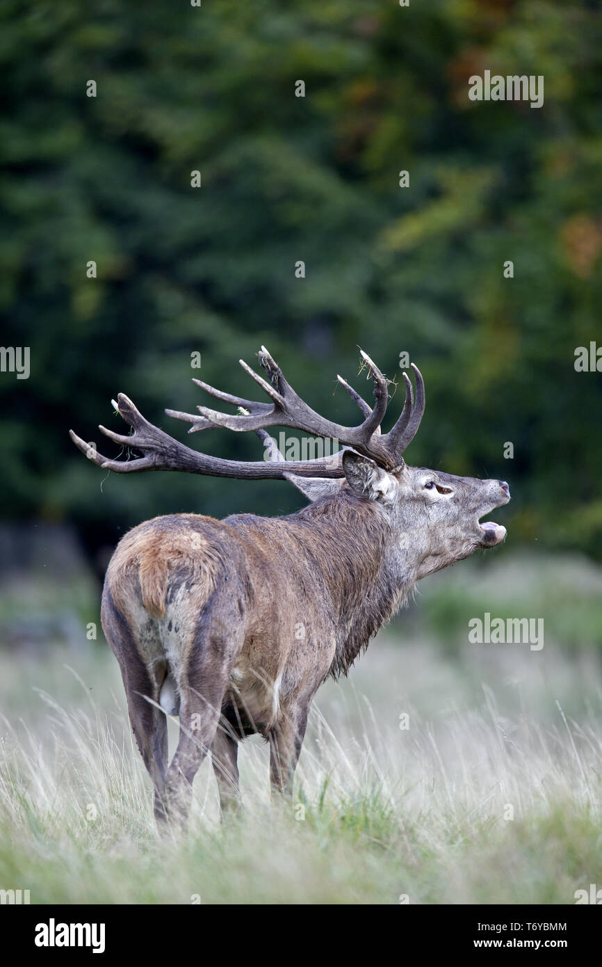 Red deer stag mating hi-res stock photography and images - Alamy
