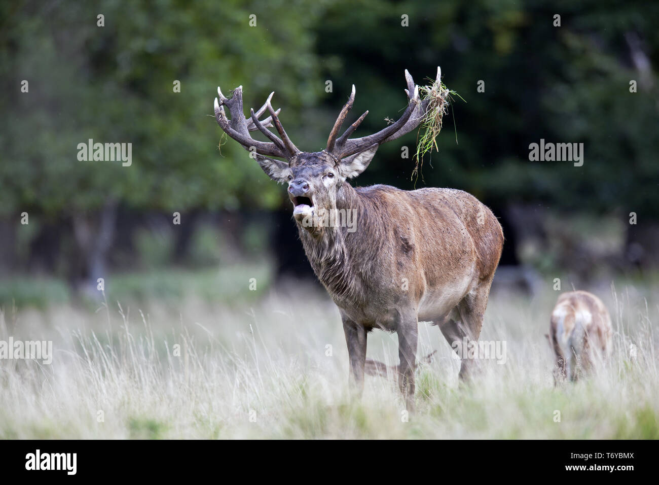 Red deer stag mating hi-res stock photography and images - Alamy