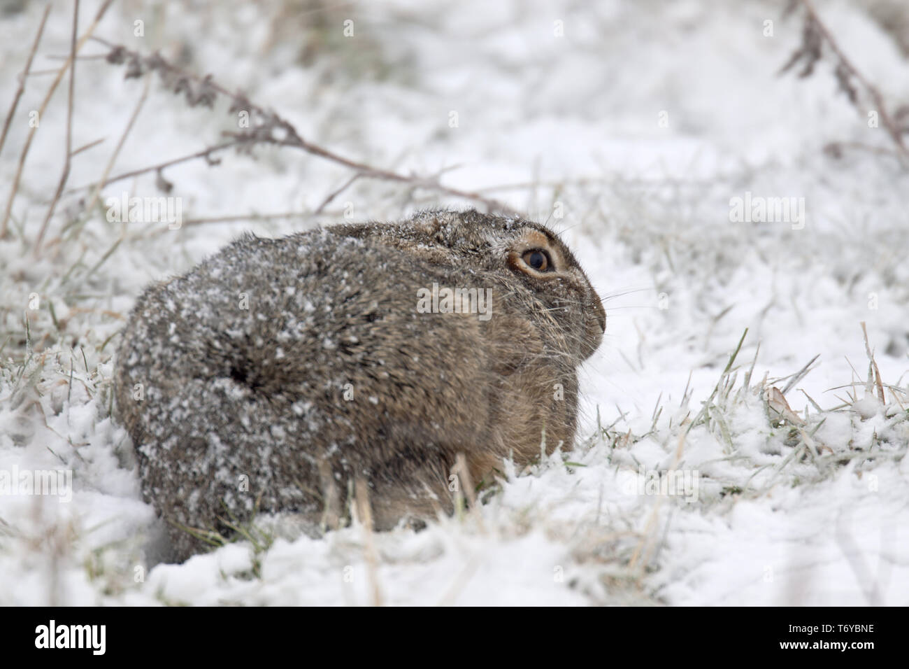 Northern hare in winter hi-res stock photography and images - Alamy