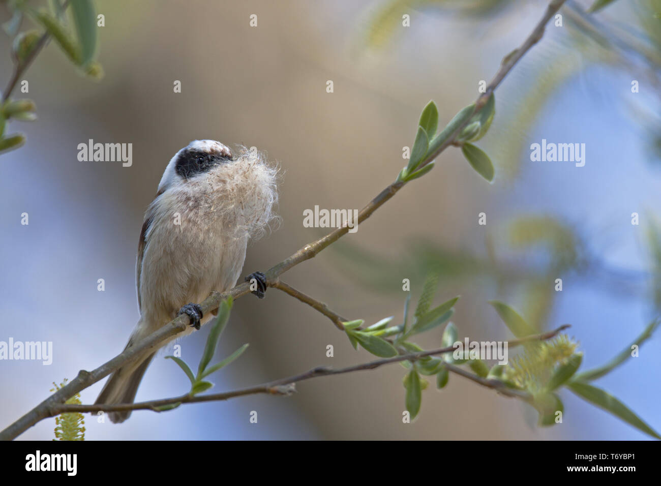 Eurasian Penduline Tit, Remiz pendulinus Stock Photo - Alamy