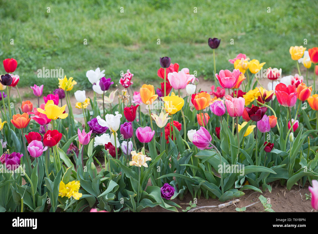 Flower beds with colorful tulips - Image Stock Photo - Alamy