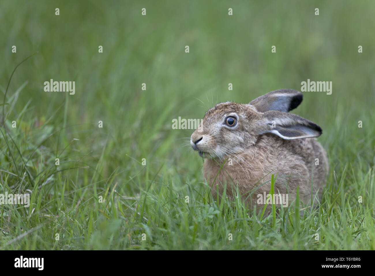 Brown hare european hare leveret hi-res stock photography and images ...