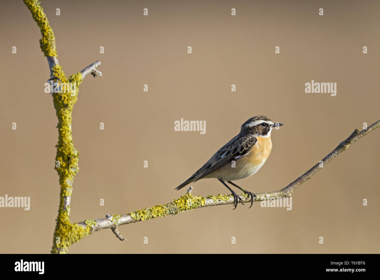 Adult whinchat hi-res stock photography and images - Alamy
