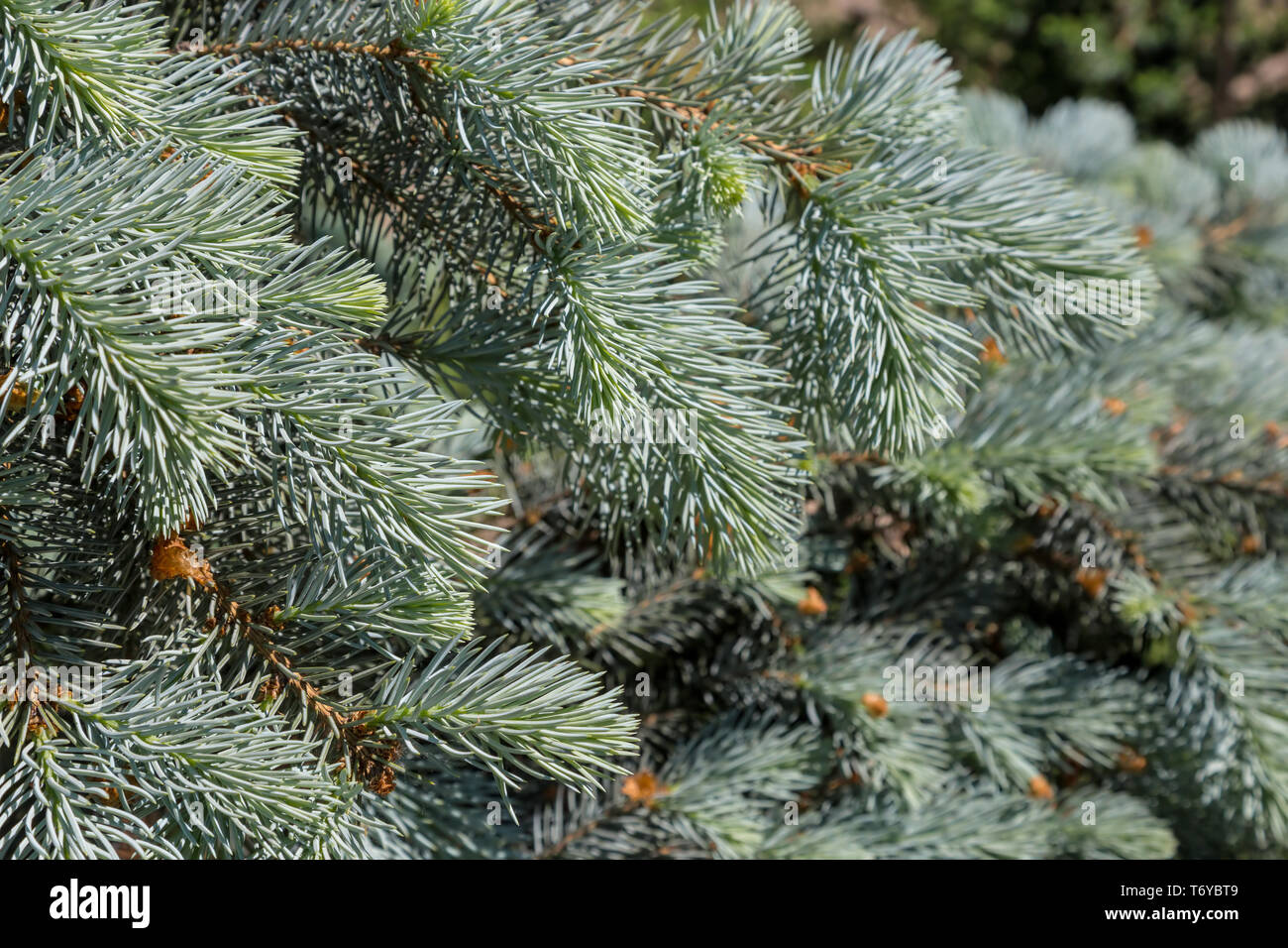 Blue spruce needles up close hi-res stock photography and images - Alamy