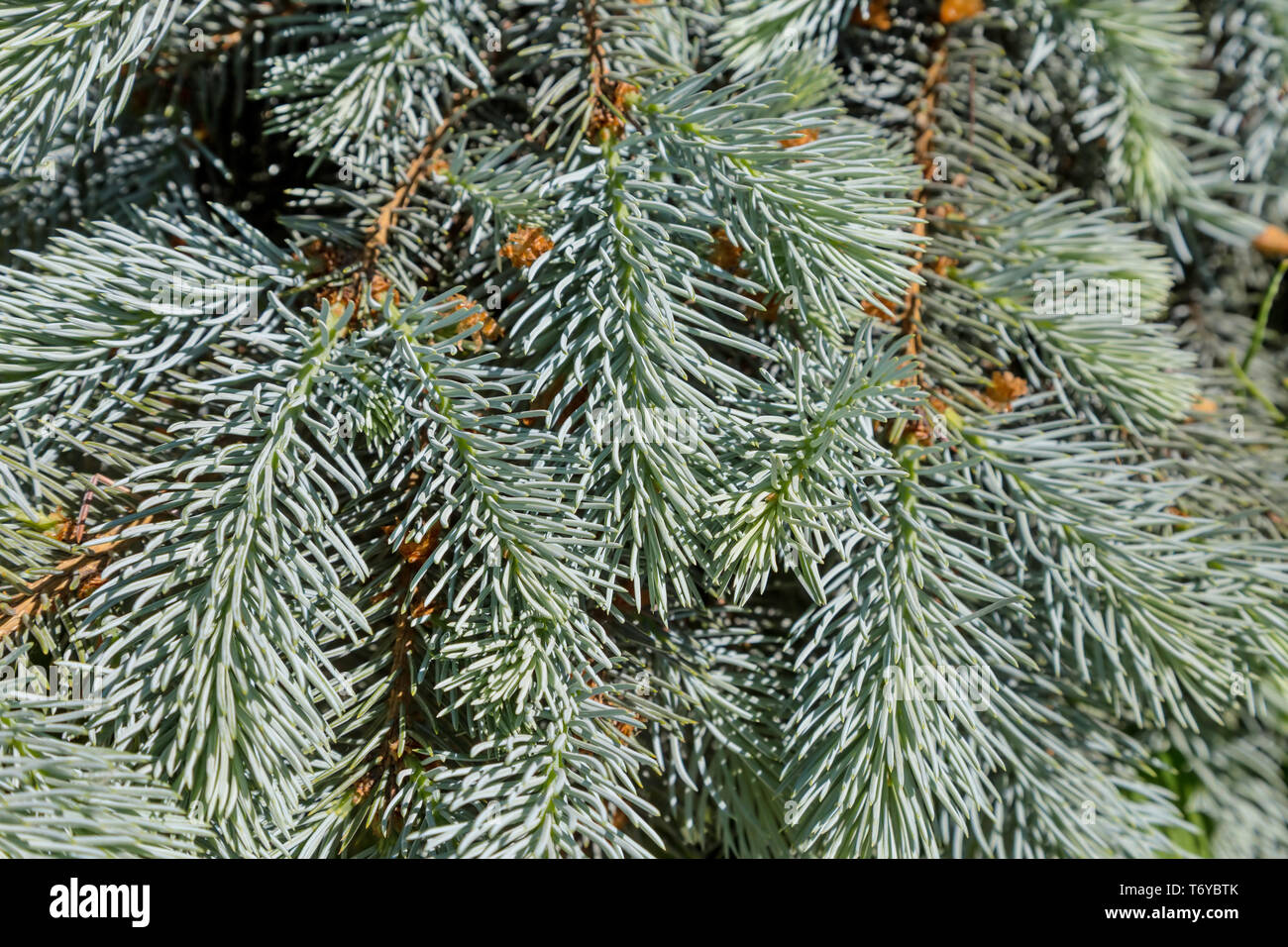 Blue spruce branches hi-res stock photography and images - Alamy