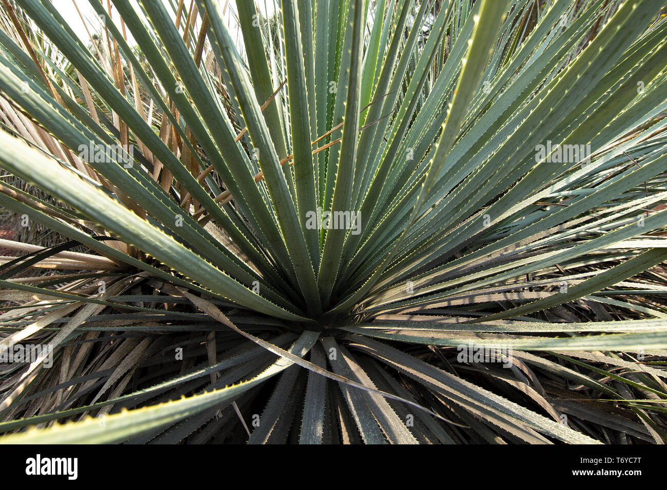 A native plant close up at the UNAM Botanical Garden, Mexico City ...