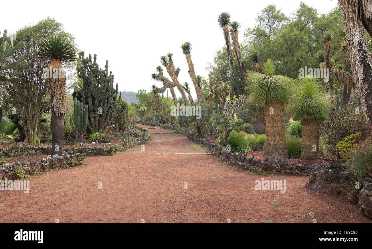 Native plants at the UNAM Botanical Garden, Mexico City, Mexico Stock ...