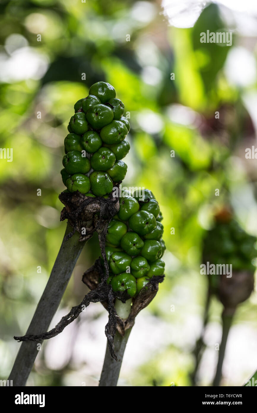 Arum in the deciduous forest Stock Photo - Alamy