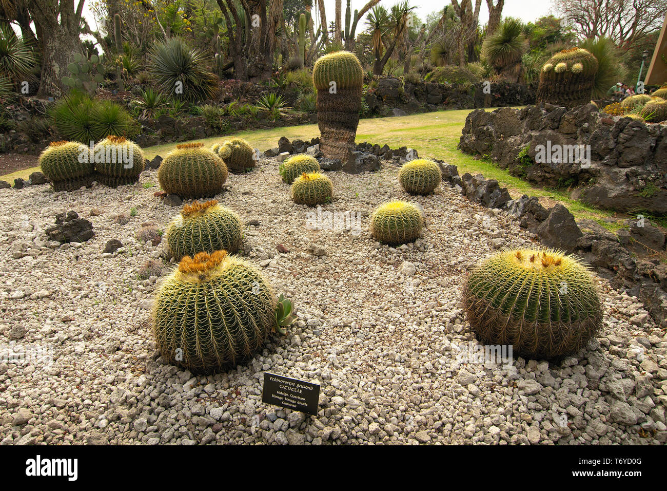 Native cacti at the UNAM Botanical Garden, Mexico City, Mexico Stock ...