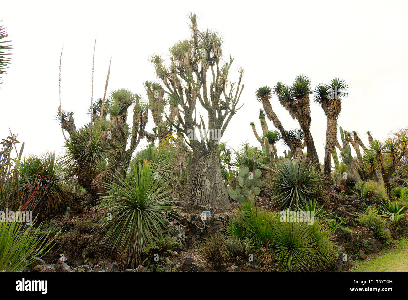 Native plants at the UNAM Botanical Garden, Mexico City, Mexico Stock ...
