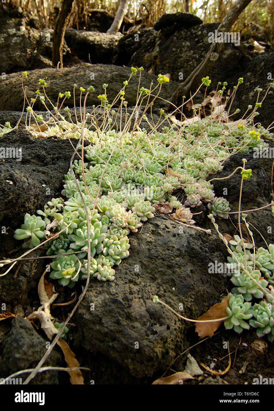 Succulent plants growing on volcanic rock at UNAM Botanical Garden ...