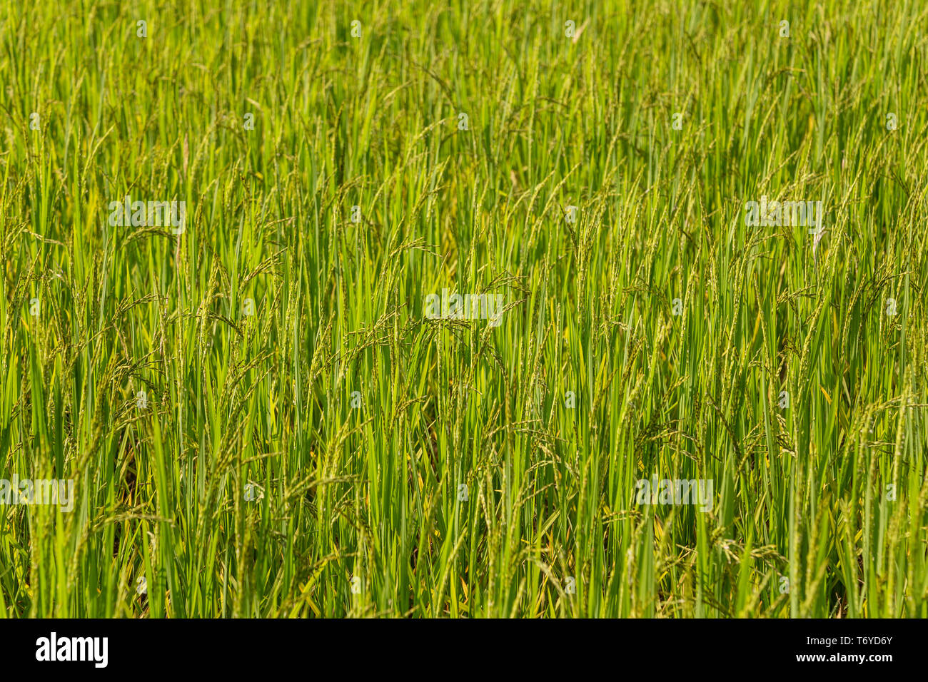 Ripening rice hi-res stock photography and images - Alamy