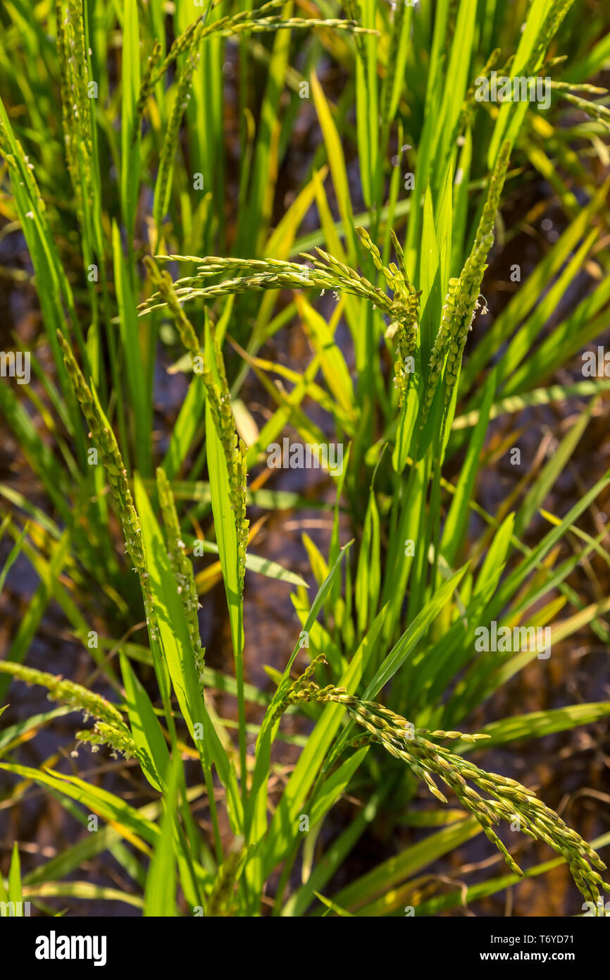 Ripening rice hi-res stock photography and images - Alamy