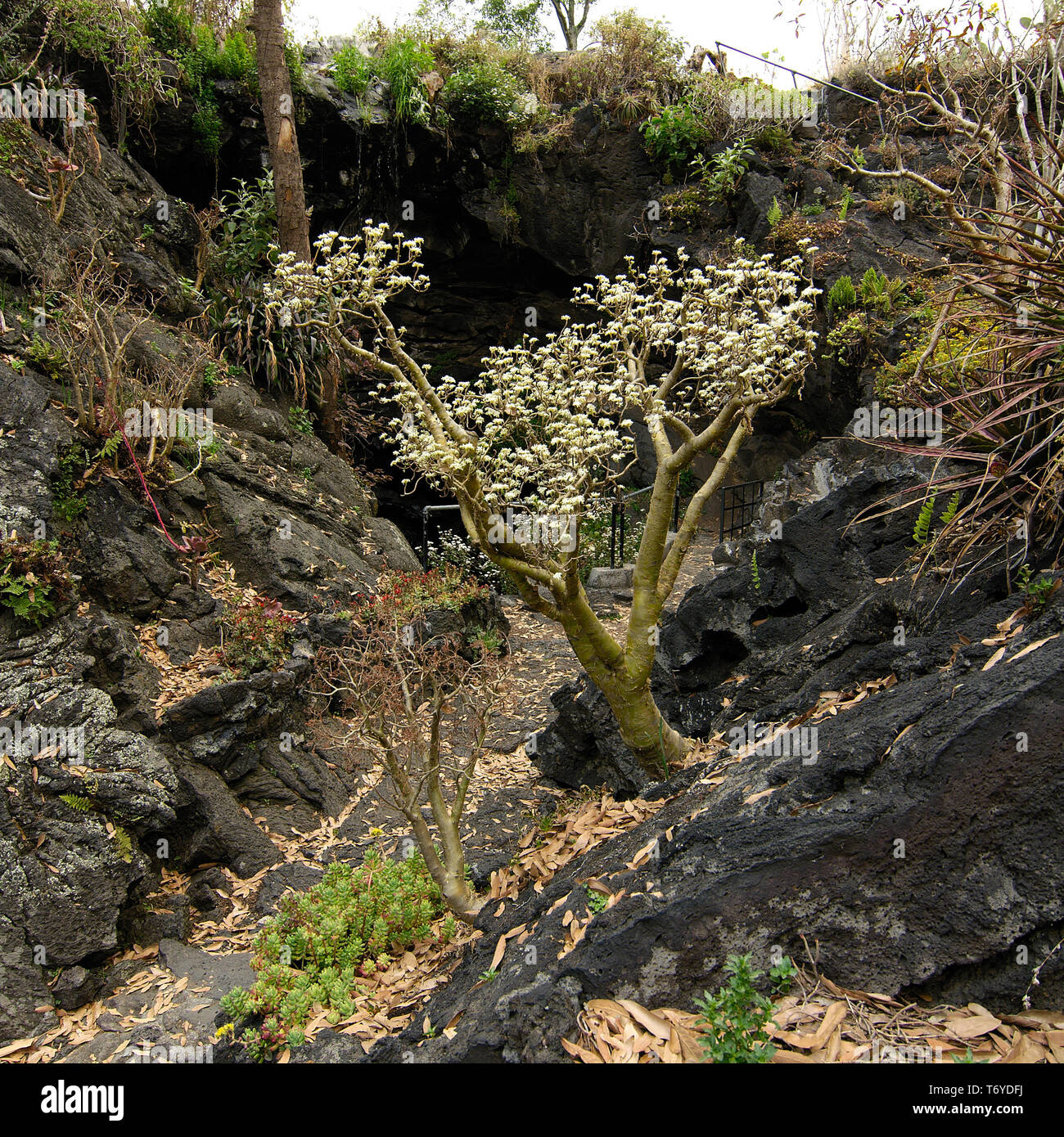 Native plants growing on volcanic rock at the UNAM Botanical Garden ...