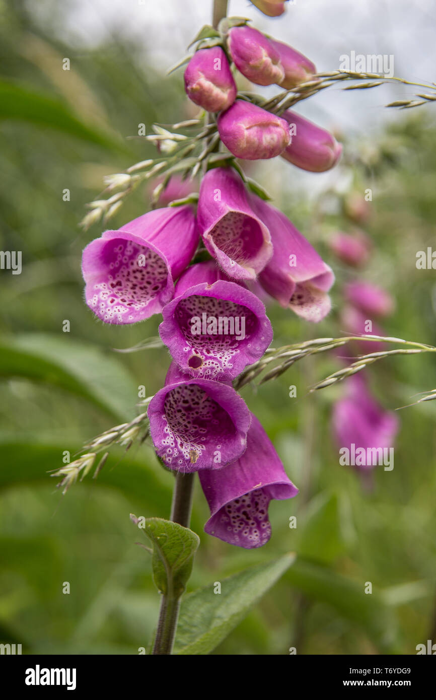 Red Foxglove at the forest edge Stock Photo - Alamy