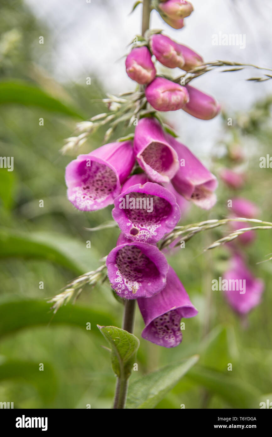 Red Foxglove at the forest edge Stock Photo - Alamy
