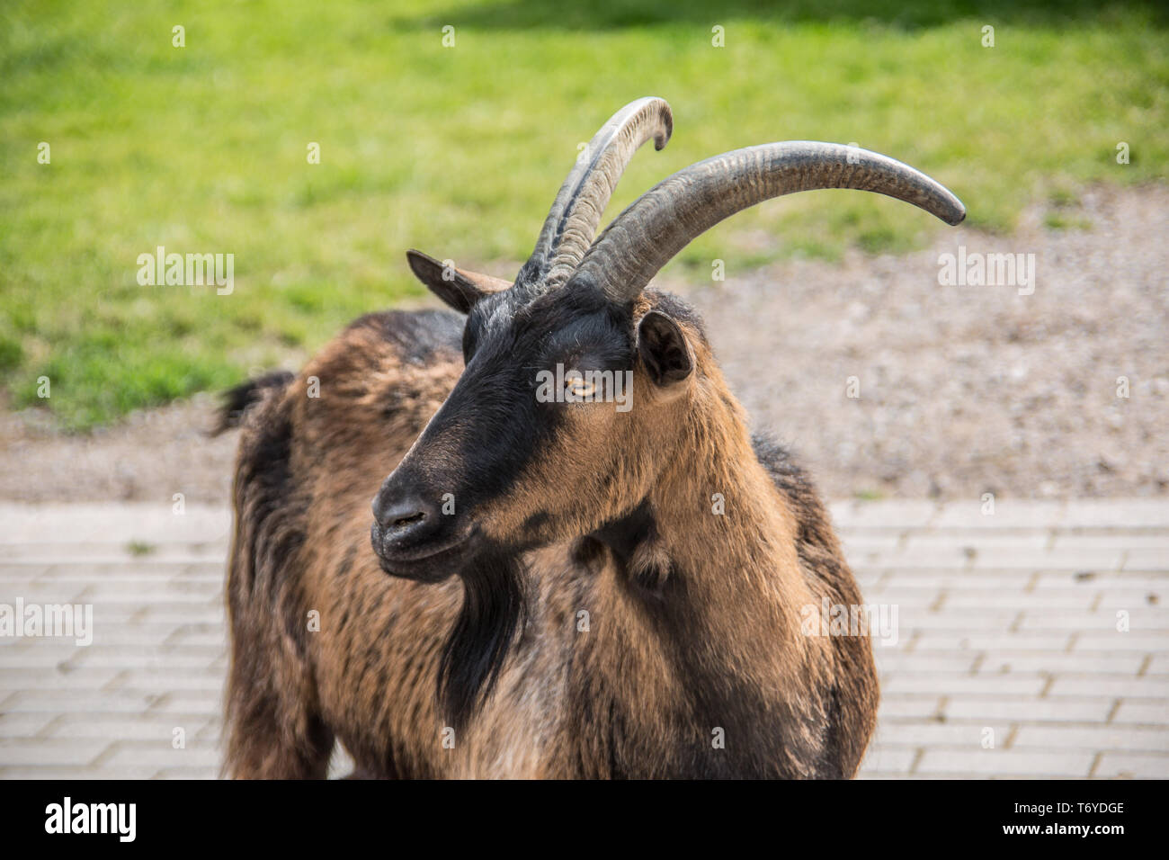 Domestic goats in agriculture Stock Photo - Alamy