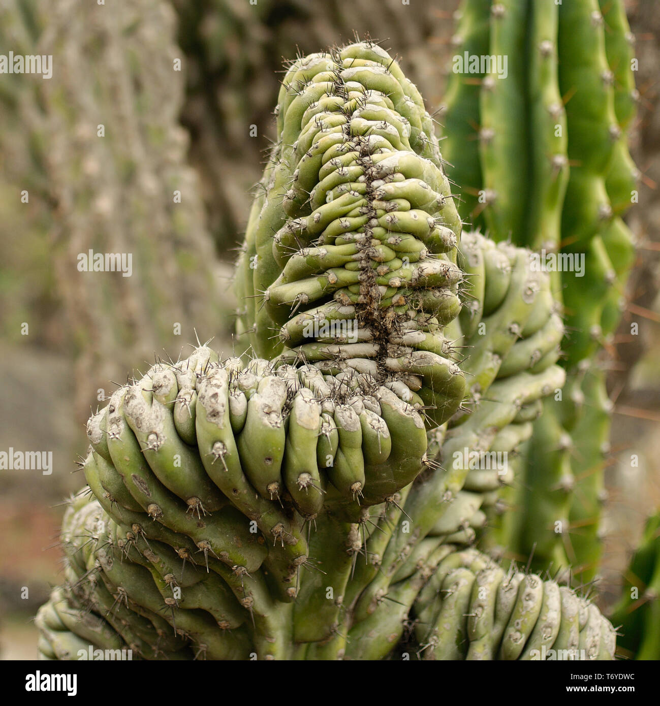 Native cacti at the UNAM Botanical Garden, Mexico City, Mexico Stock ...