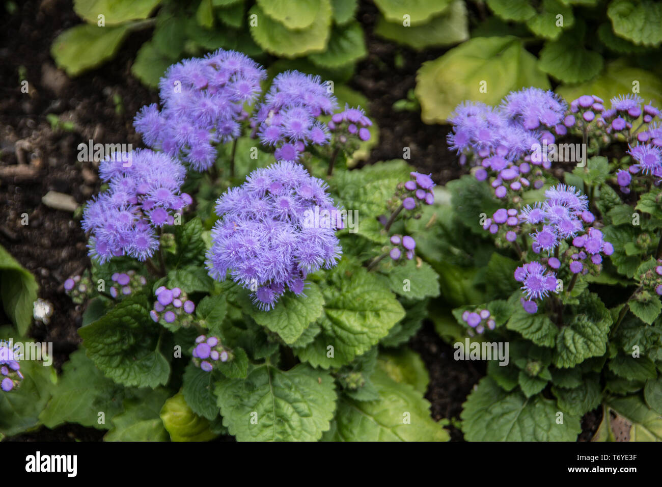 Liver balm with blue flowers Stock Photo - Alamy