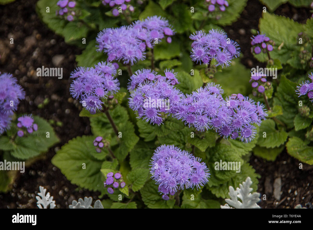 Liver balm with blue flowers Stock Photo - Alamy