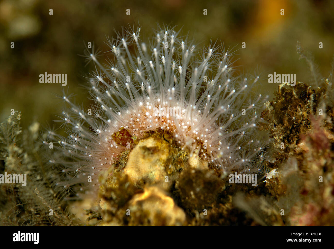 Hydroid High Resolution Stock Photography and Images - Alamy