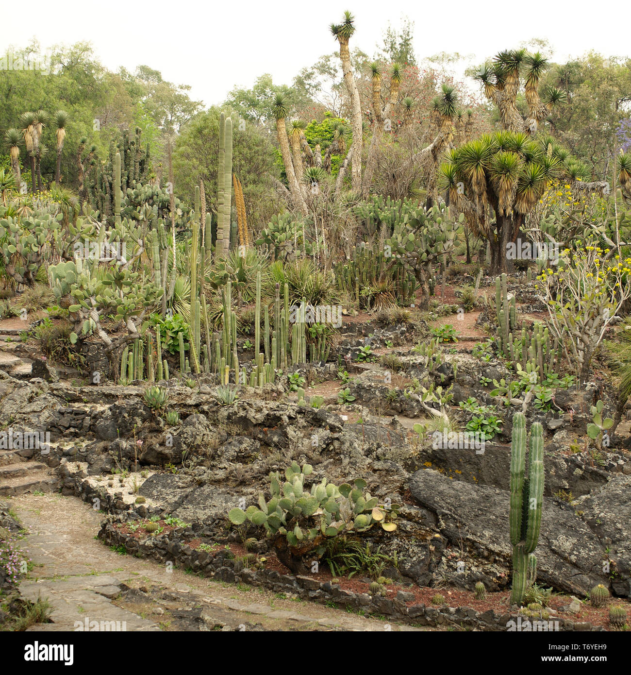 Native plants at the UNAM Botanical Garden, Mexico City, Mexico Stock ...