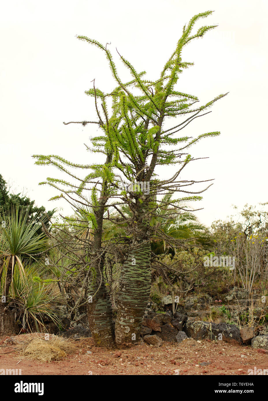 Native plants at the UNAM Botanical Garden, Mexico City, Mexico Stock ...