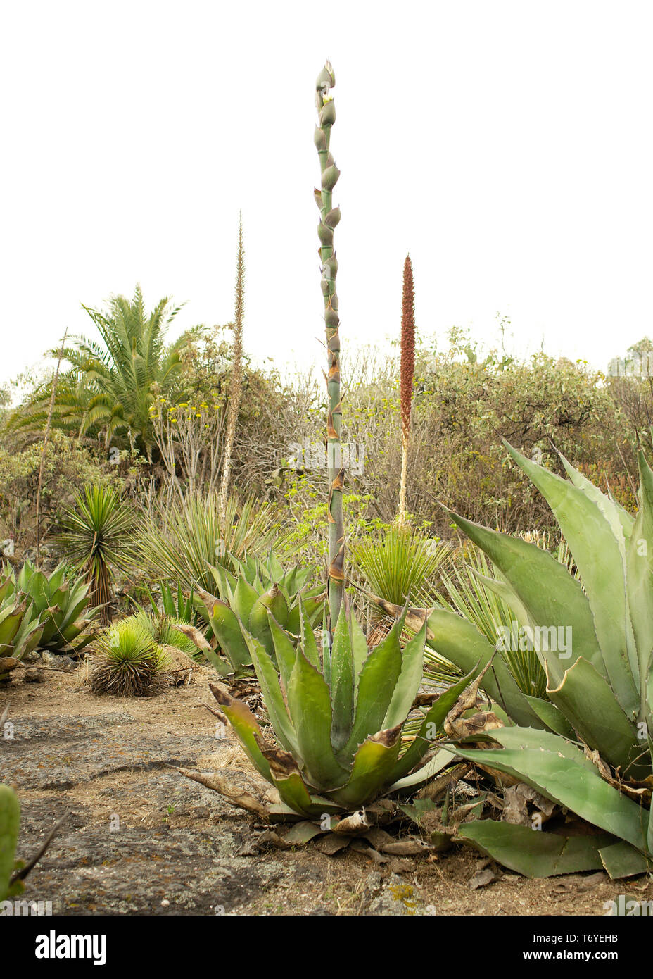 Native plants at the UNAM Botanical Garden, Mexico City, Mexico Stock ...