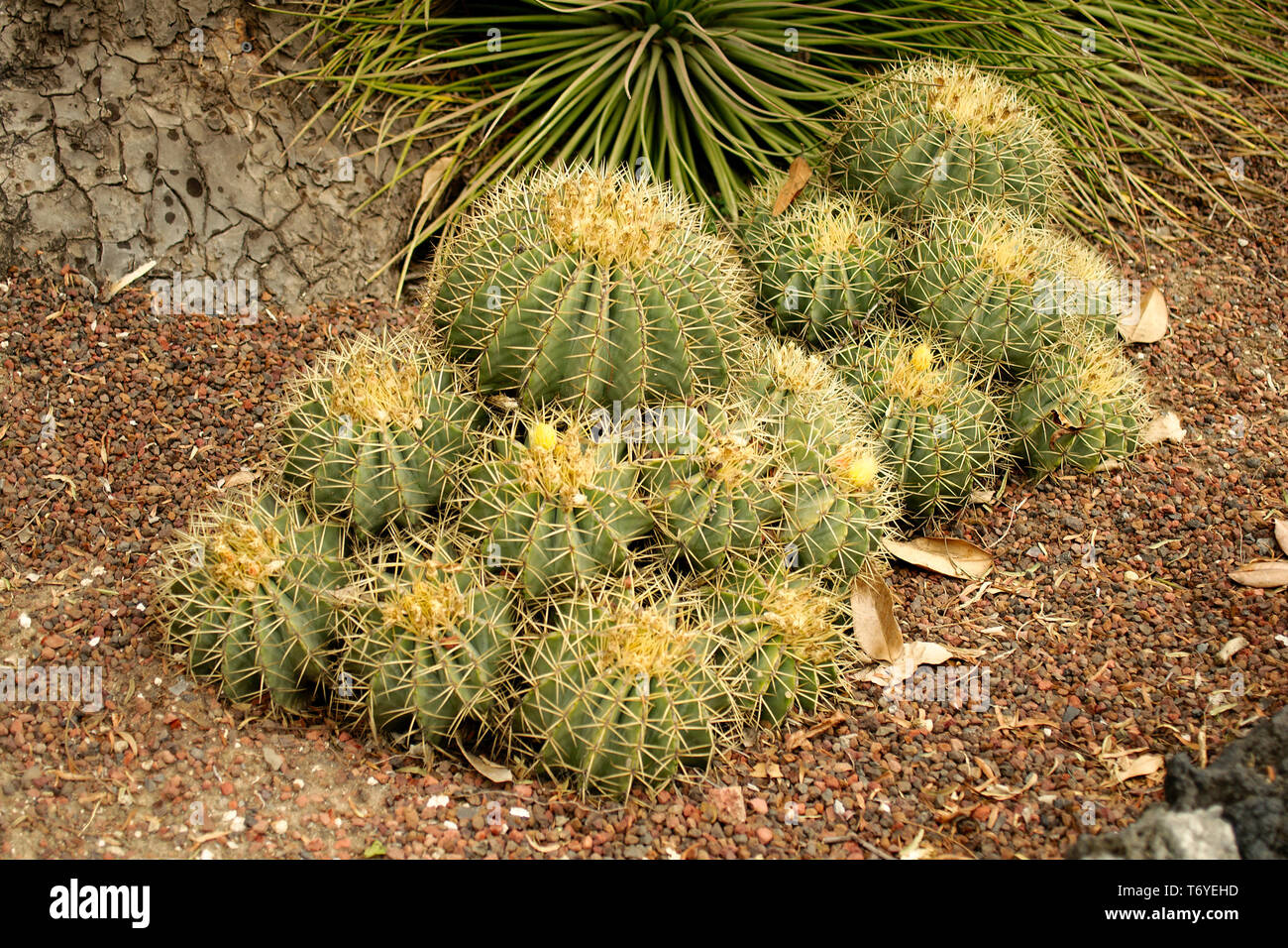 Native cacti at the UNAM Botanical Garden, Mexico City, Mexico Stock ...