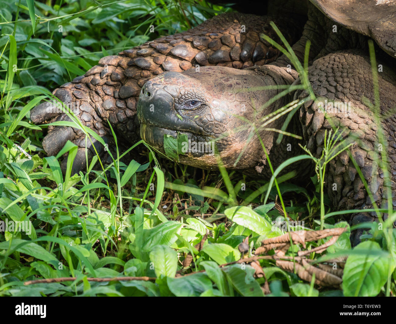 Galapagos tortoise santa cruz close hi-res stock photography and images ...