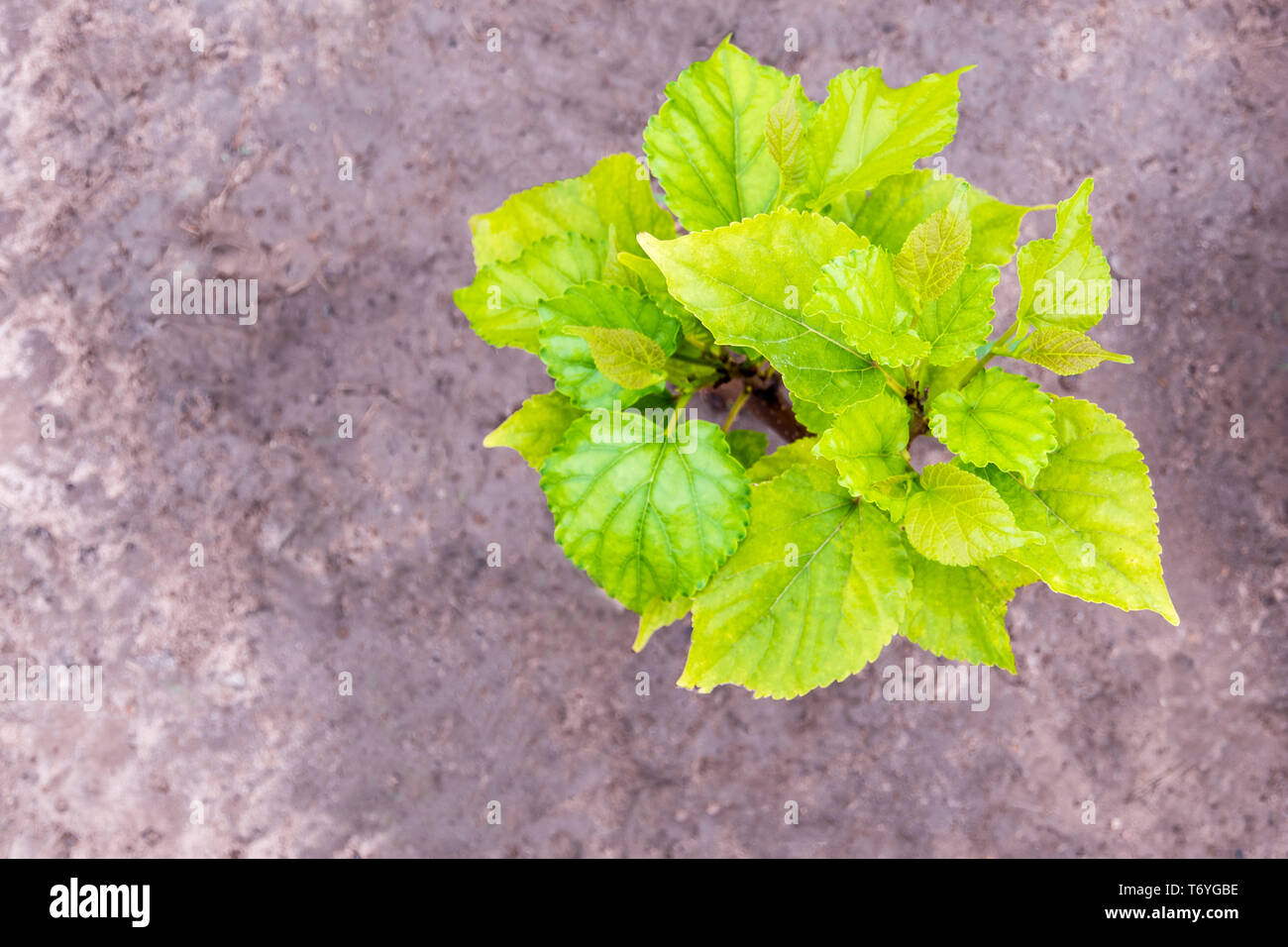 The young leaves of the young mulberry tree Stock Photo - Alamy