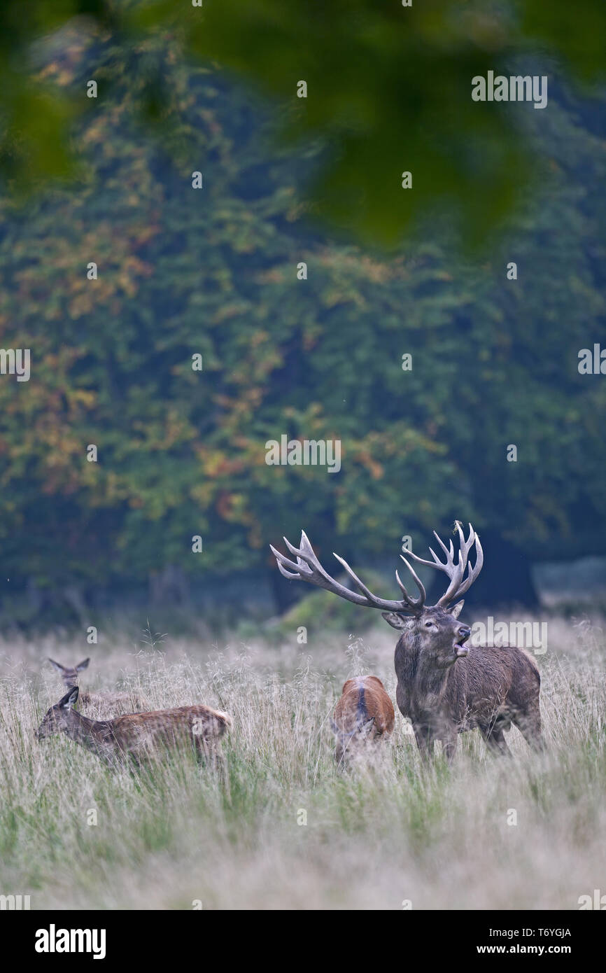 Red stag roaring with hinds and calves Stock Photo - Alamy