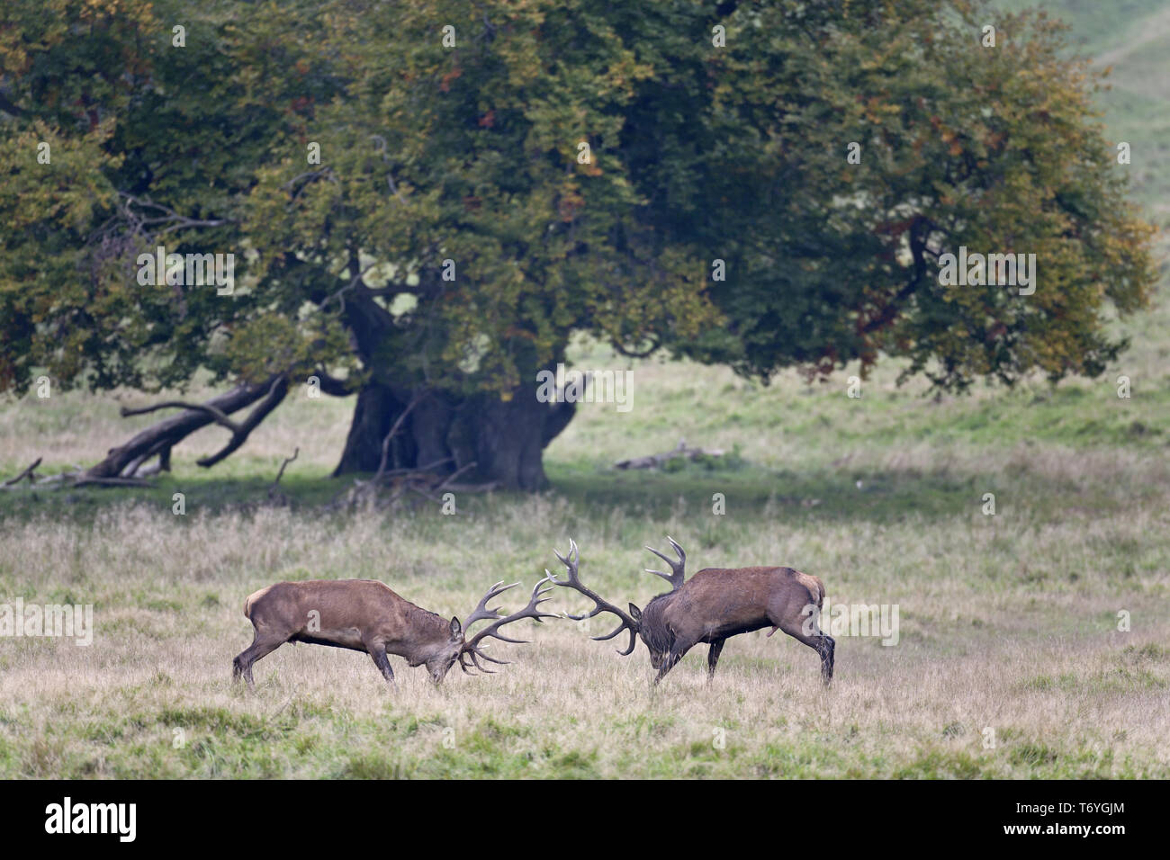 Red stags fighting Stock Photo - Alamy