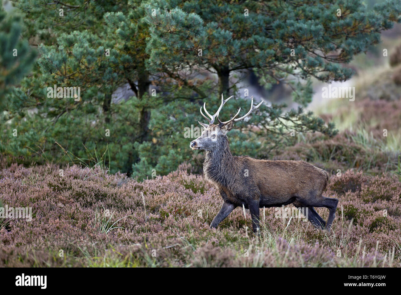 Red heath hi-res stock photography and images - Alamy
