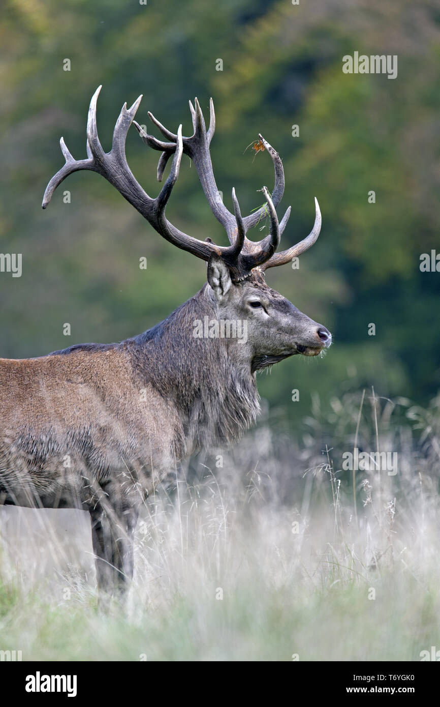 Red stag in the rut Stock Photo - Alamy