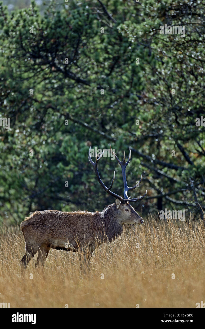 Red stag in the rut Stock Photo - Alamy