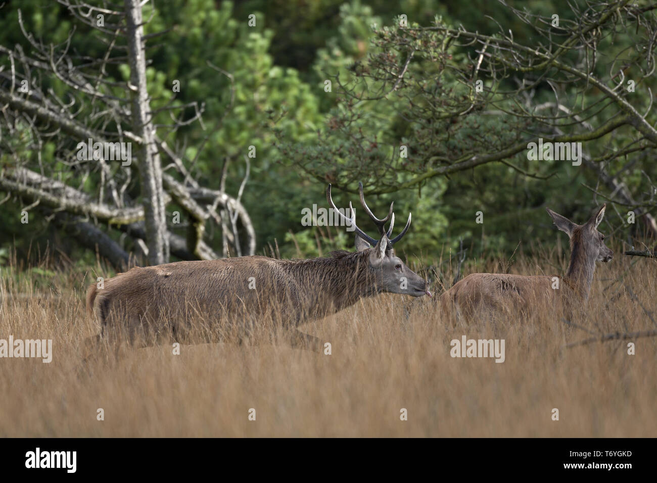 The chases hi-res stock photography and images - Alamy
