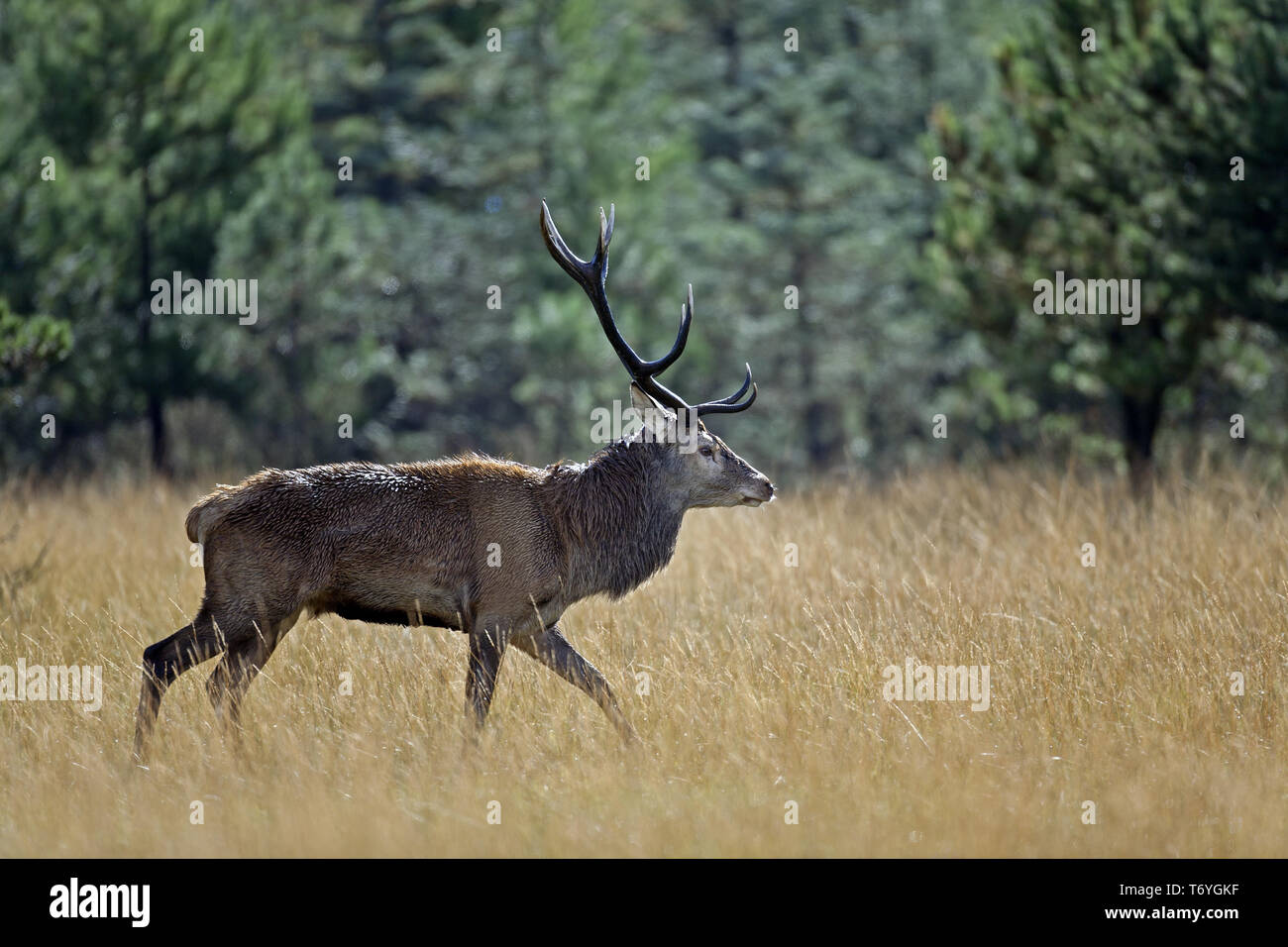 Red stag in the rut Stock Photo - Alamy