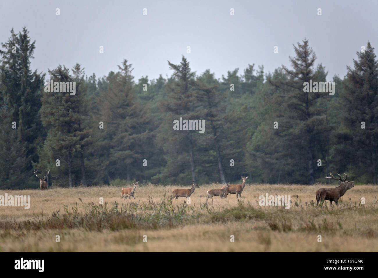 Red stag roaring with hinds and calves Stock Photo - Alamy