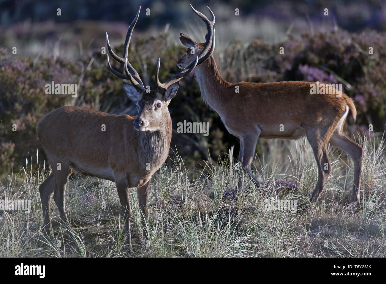 Red Deer stag and hind in the dunes Stock Photo - Alamy