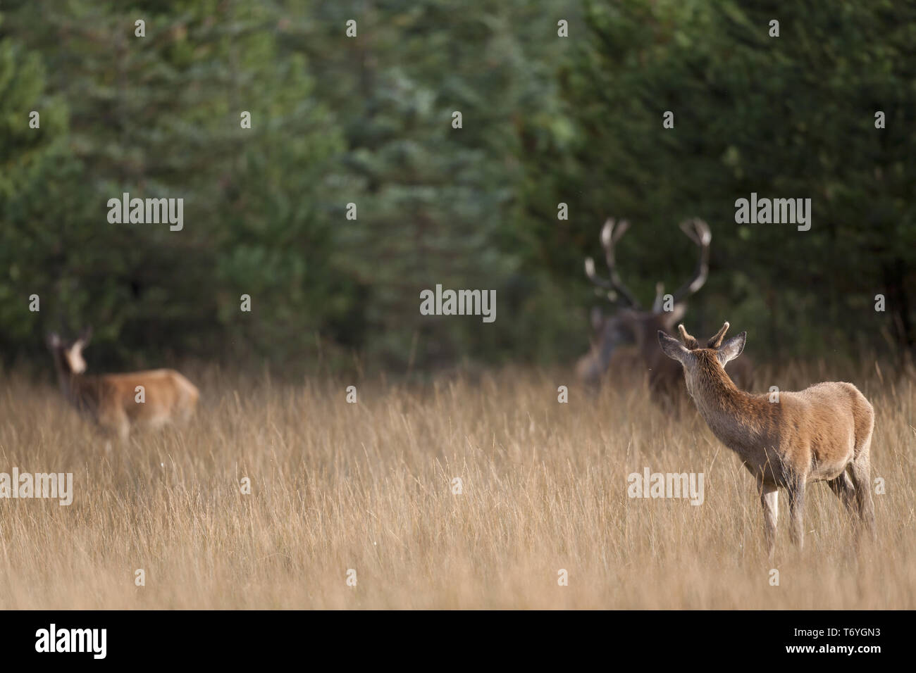 Rutting deers hi-res stock photography and images - Alamy