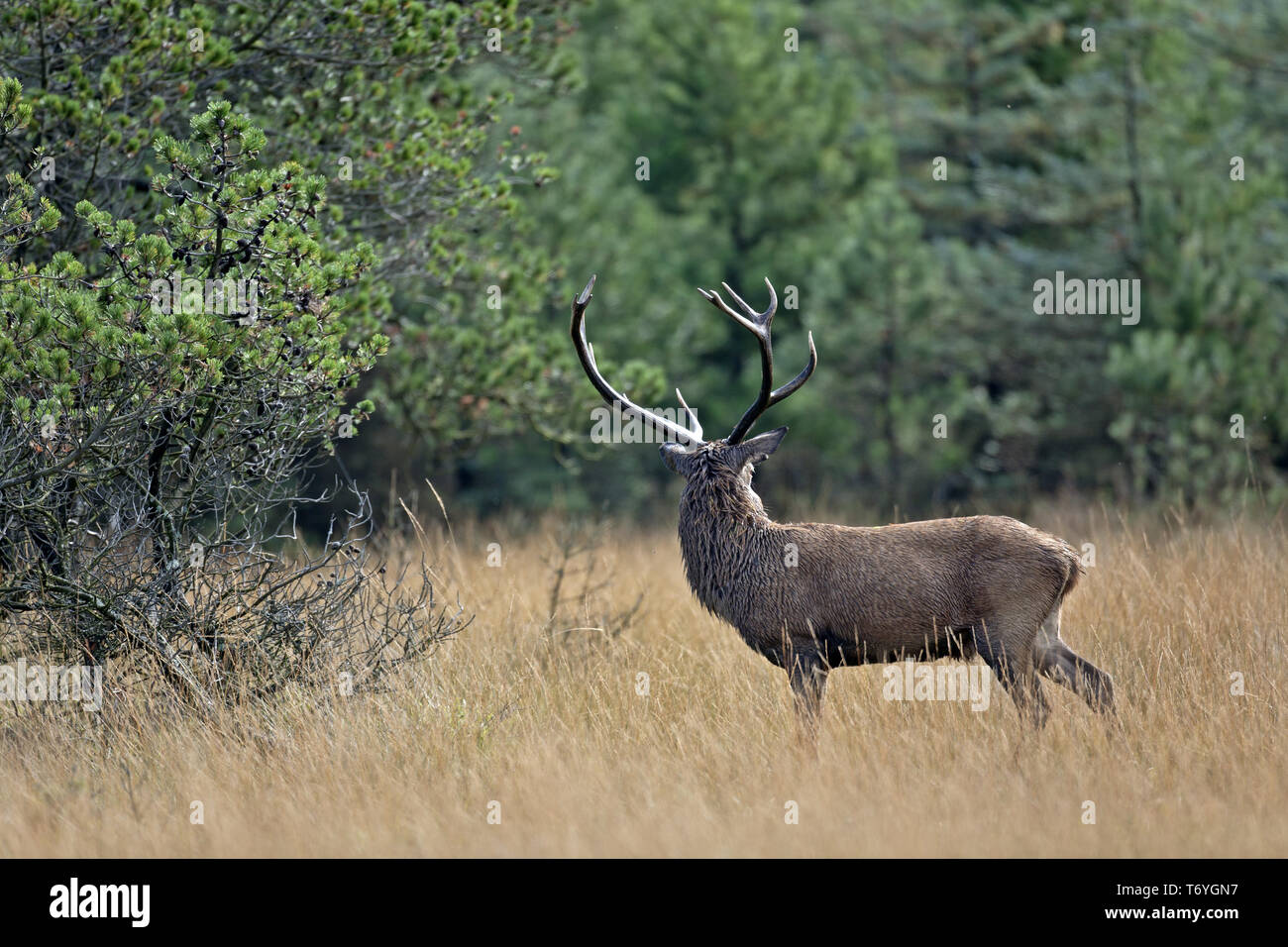 Red stag in the rut Stock Photo - Alamy